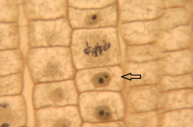 Onion Cell Mitosis Plant Mitosis Telophase 500x At 35mm Onion Root Tip