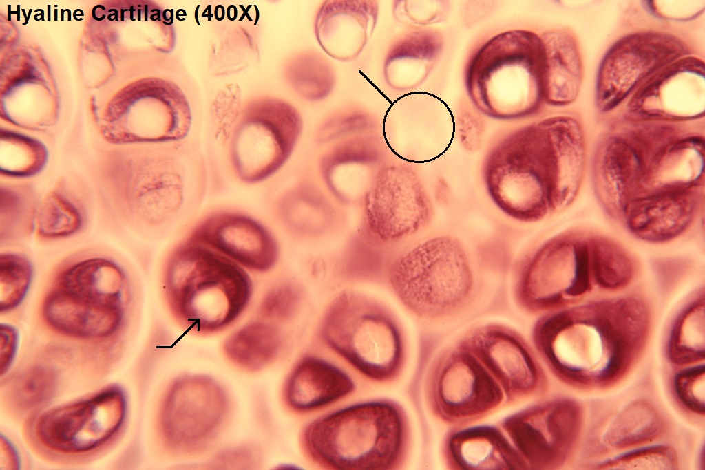 Cartilage Tissue Slides