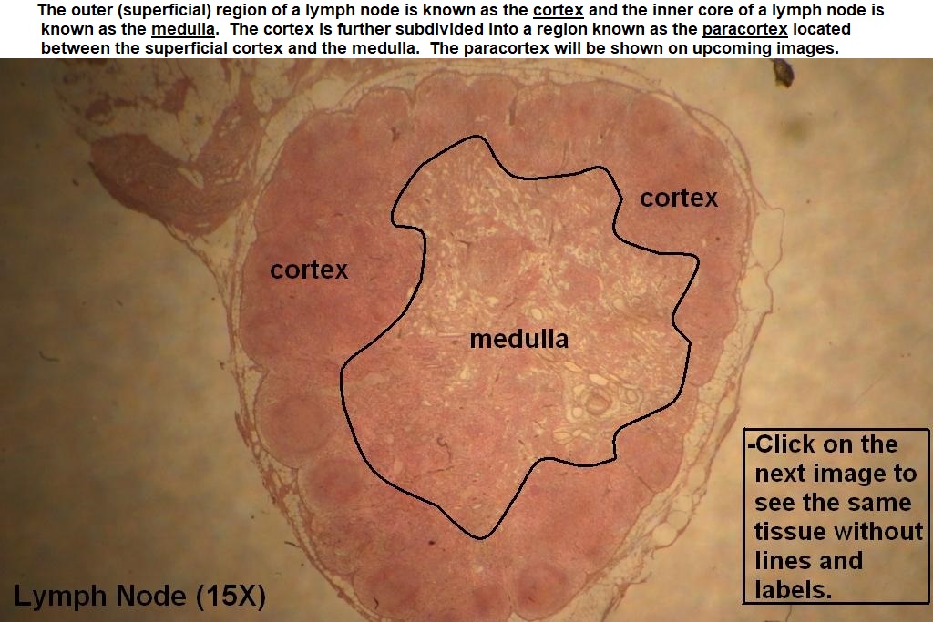 Structure Of Lymph Nodes - Infoupdate.org