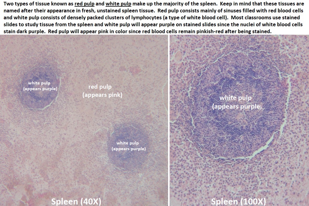 Spleen Histology White Pulp