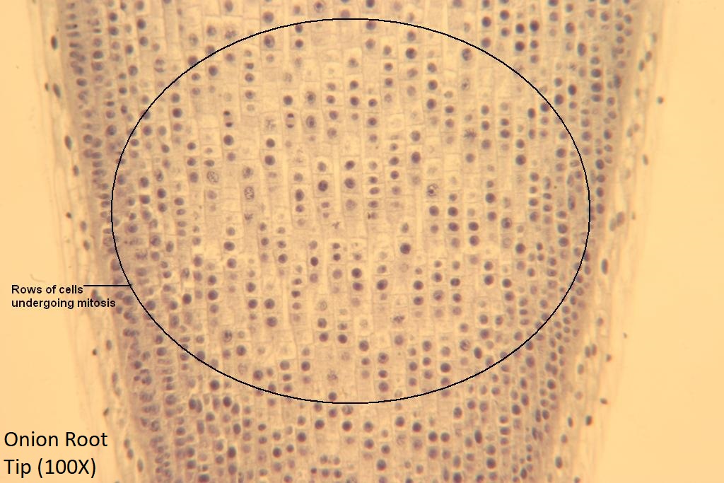 Mitosis Onion Root Tip